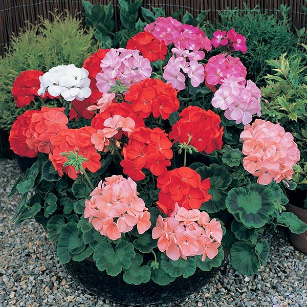 GERANIUM - HORIZON (mixed colours) (9cm POT) | Clarkwood Nurseries