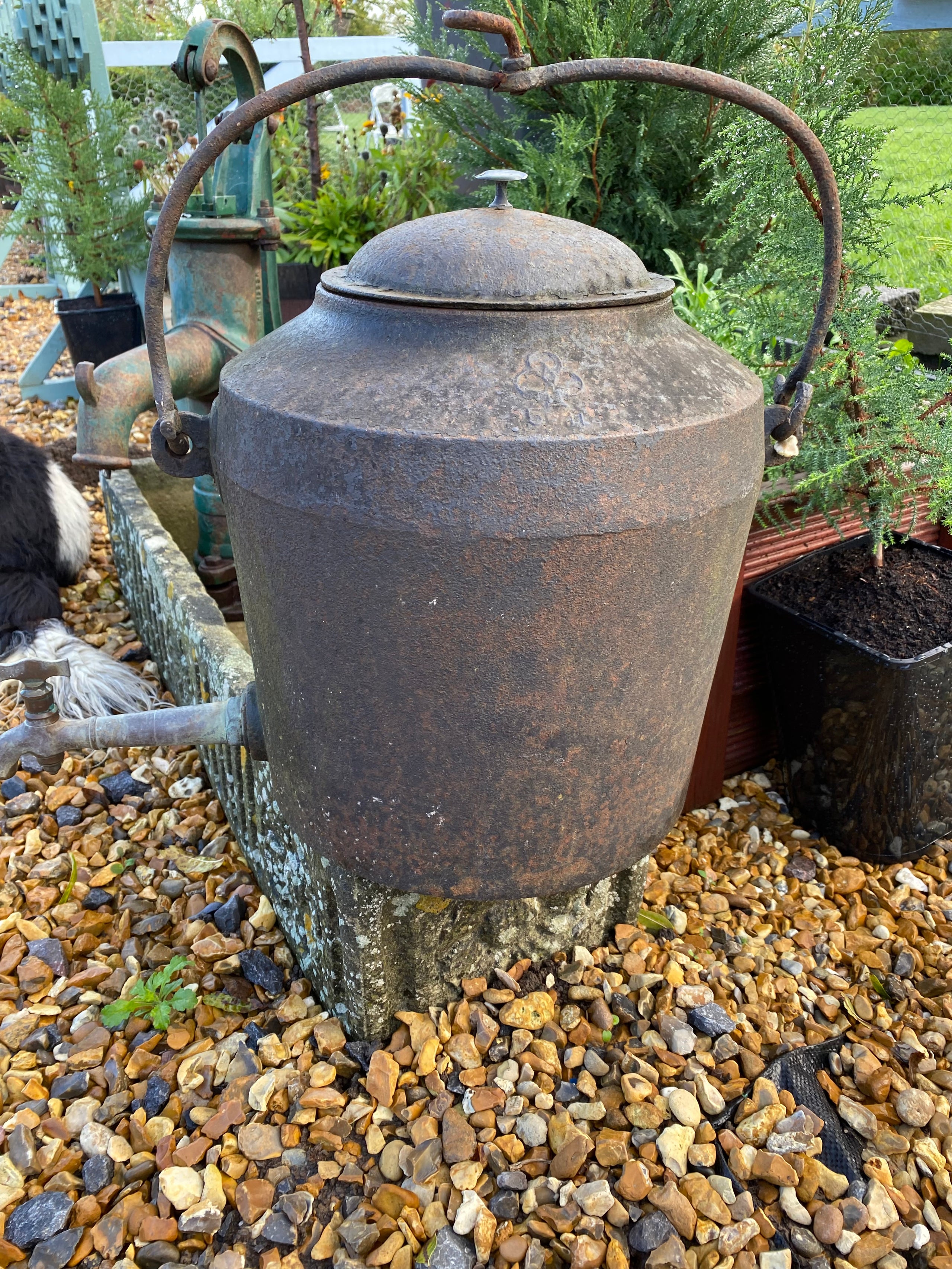 CAST IRON GYPSY POT | Clarkwood Nurseries